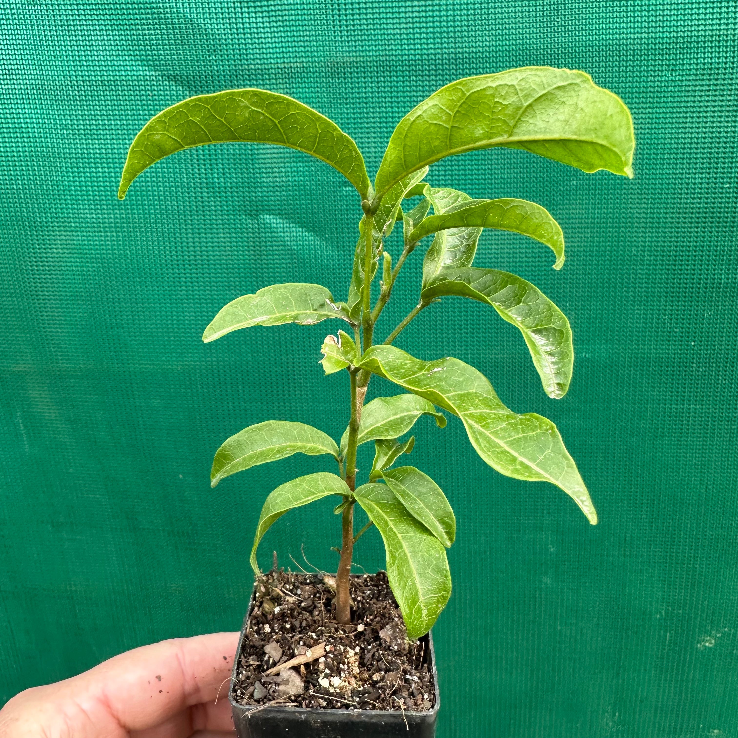 Small-leaved Tamarind - Diploglottis campbellii - Edible Jungle Nursery