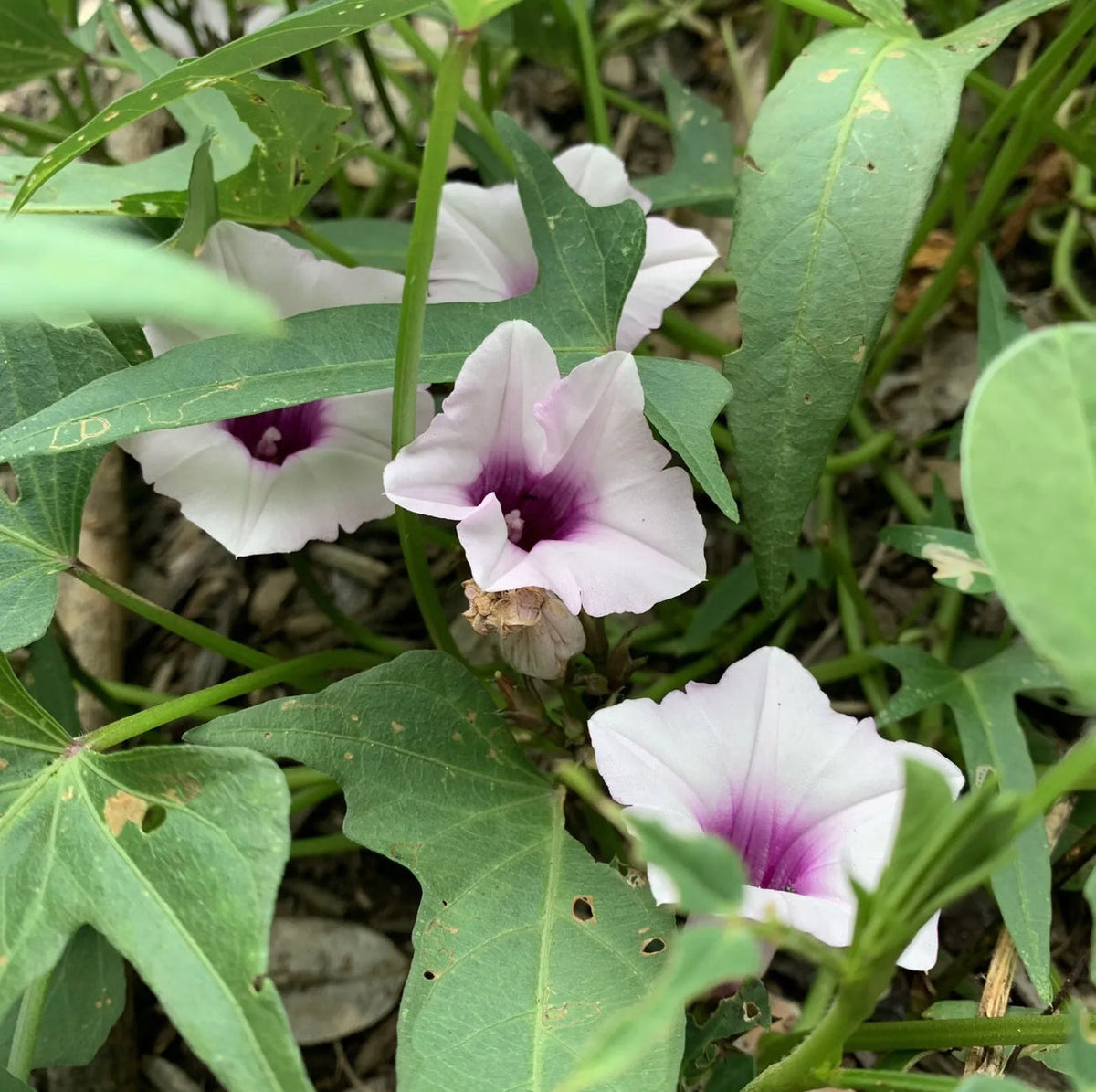 Sweet Potato ‘Molokai Purple’ - Edible Jungle Nursery