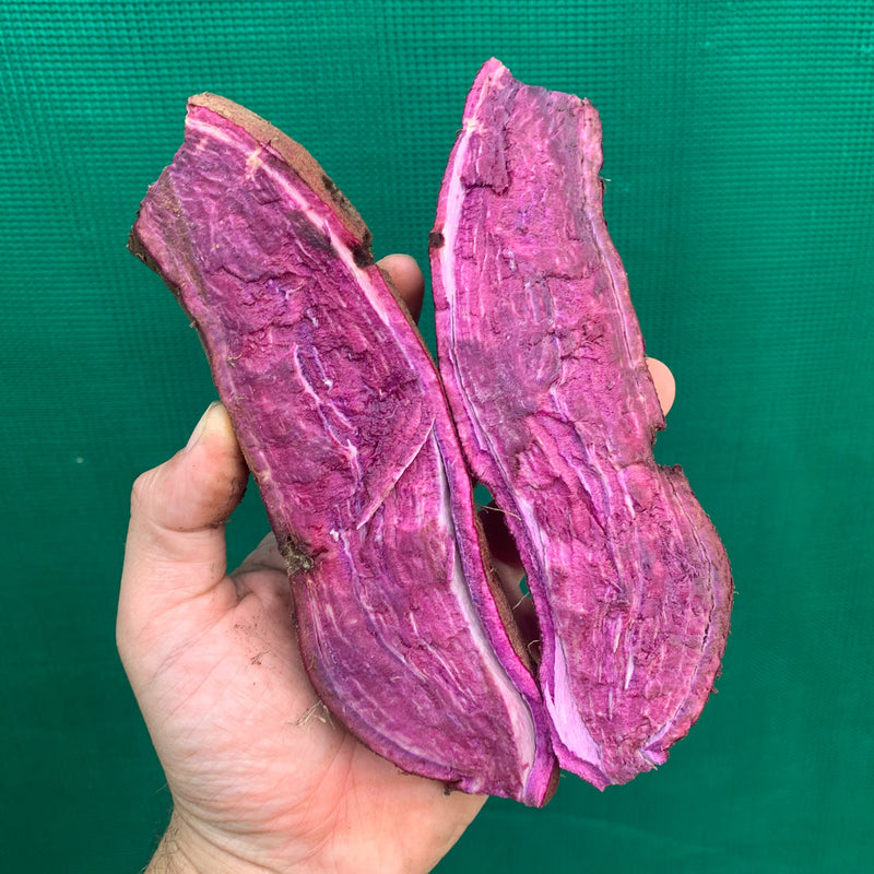 Sweet Potato ‘Molokai Purple’ - Edible Jungle Nursery