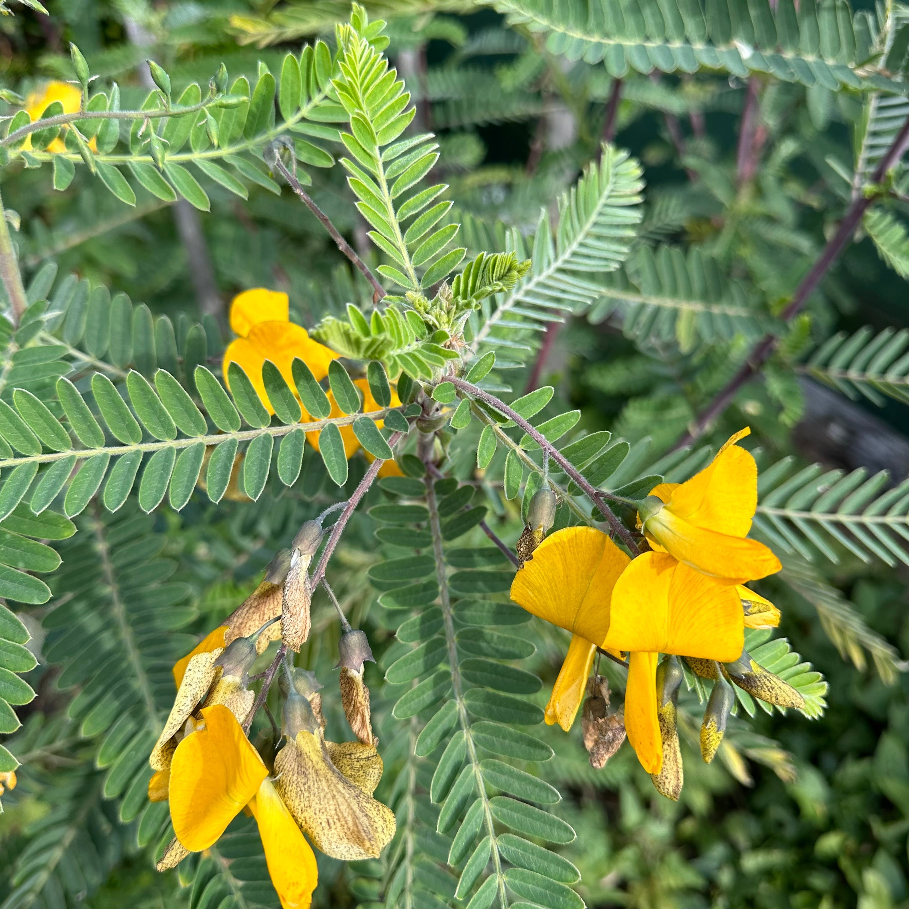 Yellow Pea Bush - Sesbania cannabina - Edible Jungle Nursery