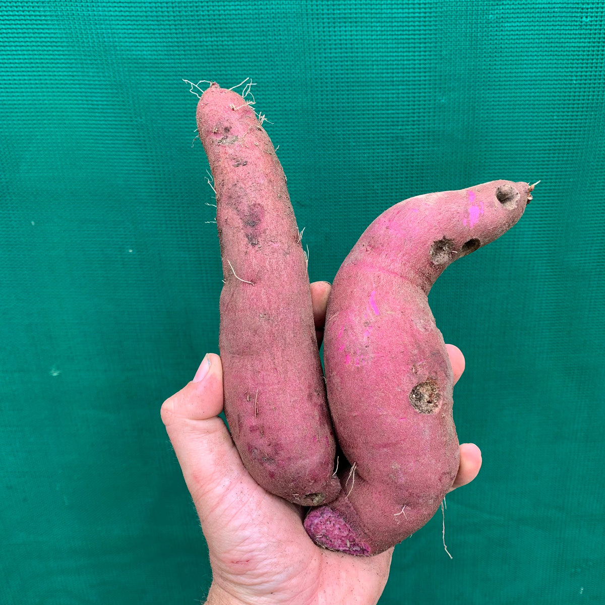 Sweet Potato ‘Molokai Purple’ - Edible Jungle Nursery