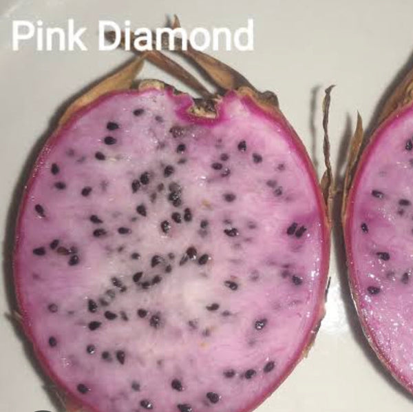 Dragon Fruit ‘Pink Diamond’ - Edible Jungle Nursery