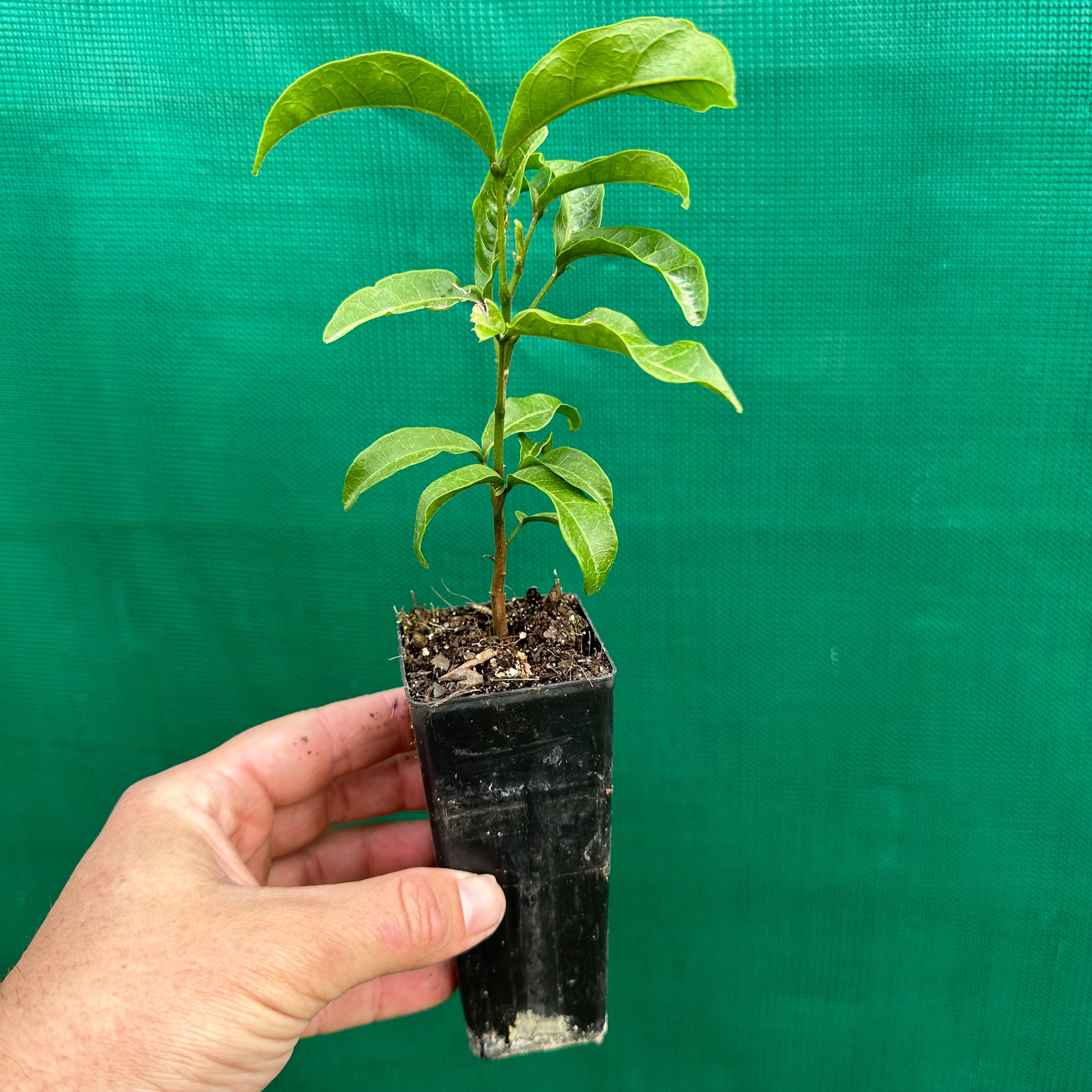 Small-leaved Tamarind - Diploglottis campbellii - Edible Jungle Nursery