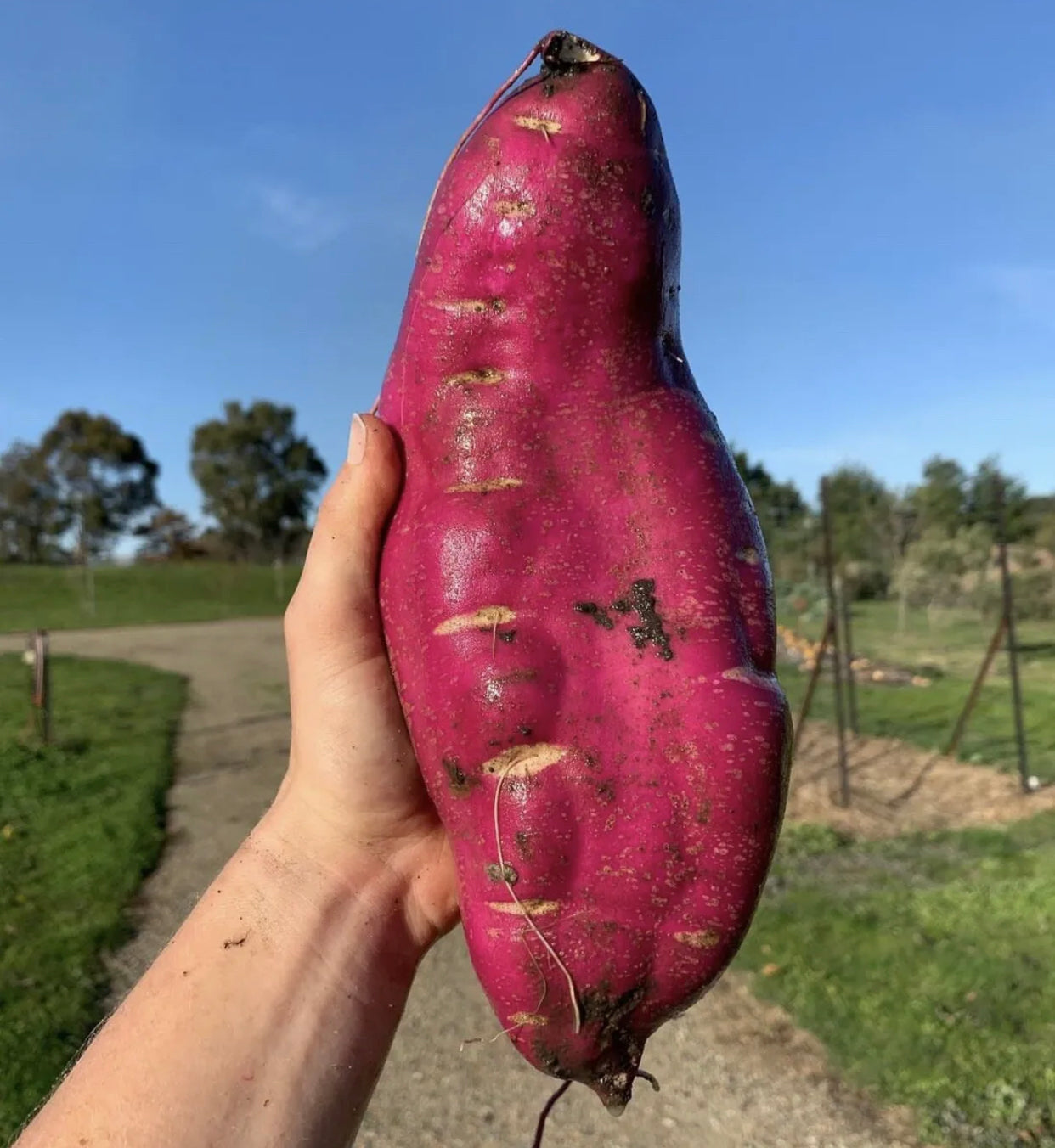 Sweet Potato ‘Northern Star’ - Edible Jungle Nursery
