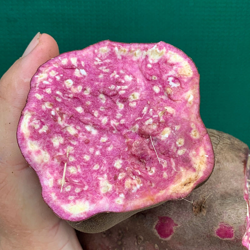 Sweet Potato ‘Kumara’ - Edible Jungle Nursery