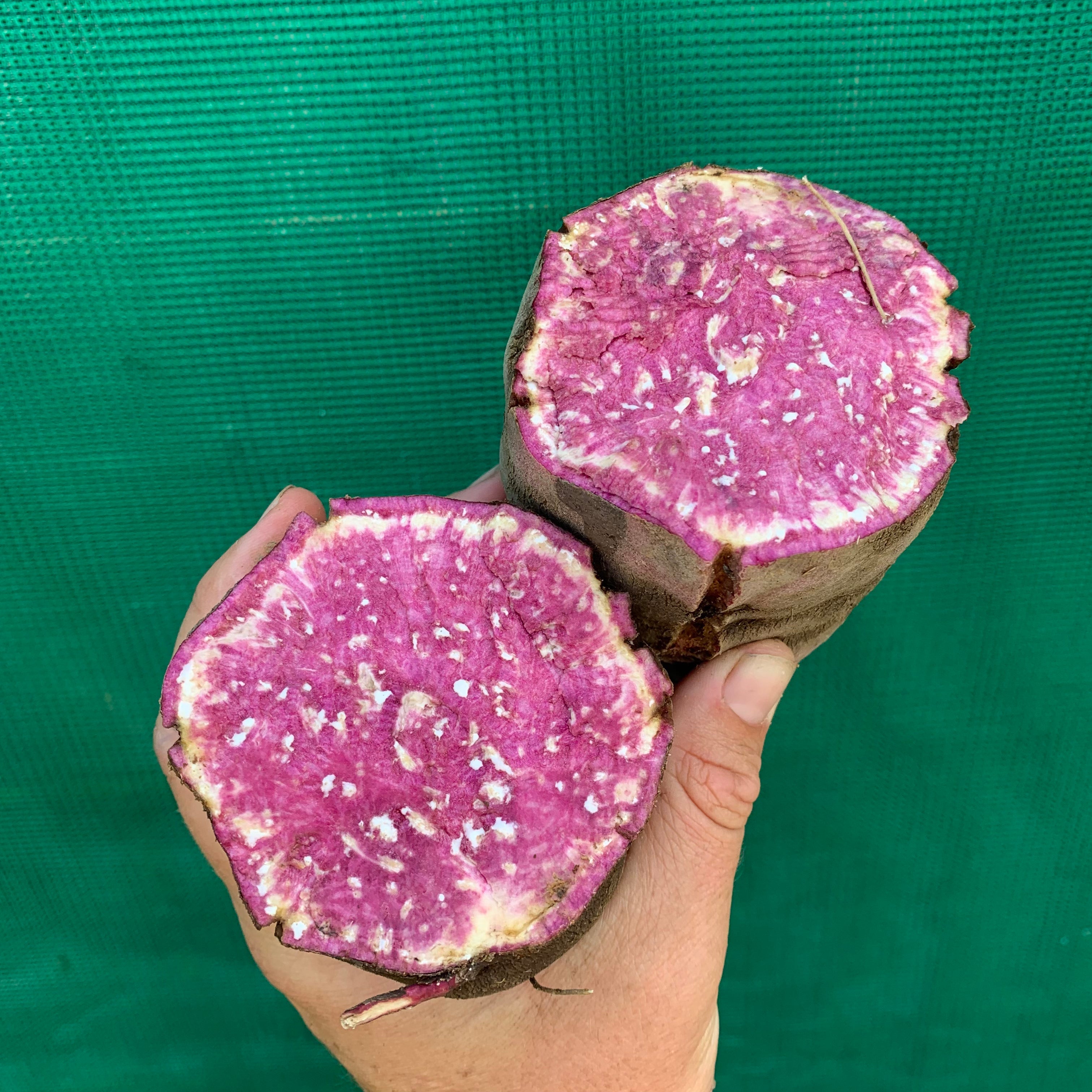 Sweet Potato ‘Kumara’ - Edible Jungle Nursery