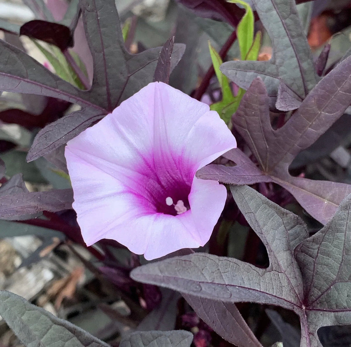 Sweet Potato ‘purple Raven Edible Jungle Nursery
