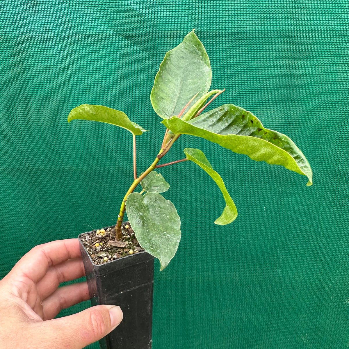 Moreton Bay Fig - Ficus macrophylla - Edible Jungle Nursery
